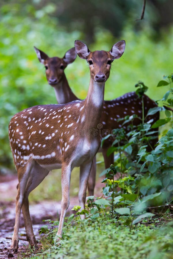 Spotted deer pair. stock photo. Image of ecosystem, deer - 46248468
