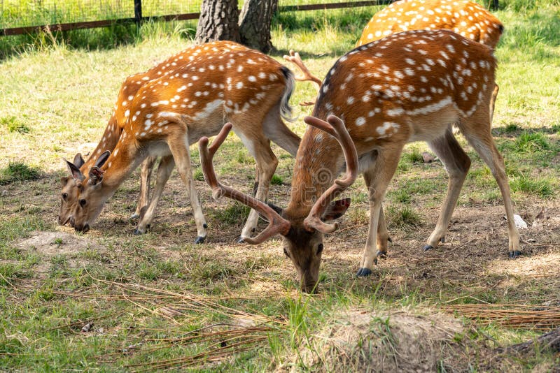 Spotted Deer on Pasture in the Reserve Stock Photo - Image of mammalia ...