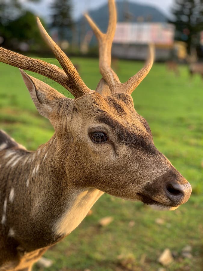 Spotted Deer Stag (Axis Axis Animal Closeup) Stock Image - Image of ...