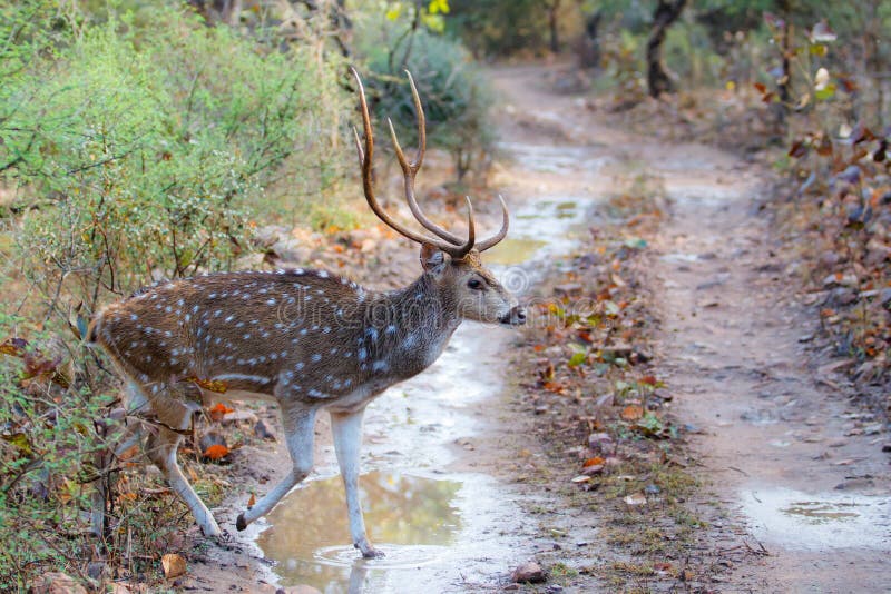 Spotted deer stag in India stock image. Image of park - 153897327