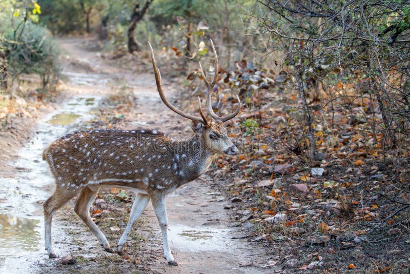 Spotted deer stag in India stock image. Image of antlers - 153897329