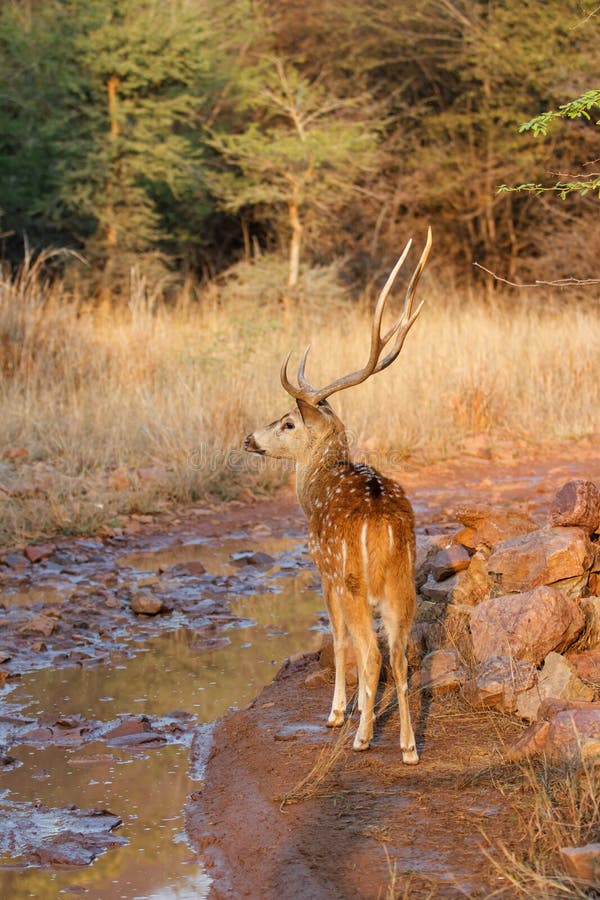 Spotted deer stag in India stock photo. Image of spot - 153897418