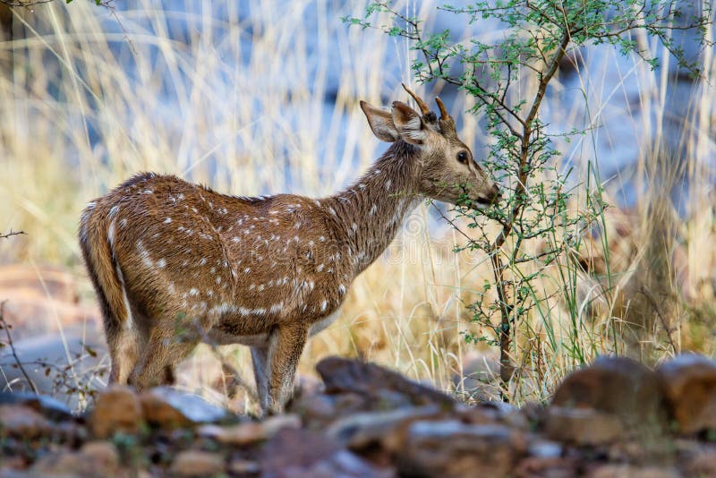 Spotted deer stag in India stock photo. Image of axis - 153897434