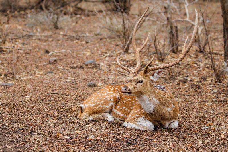 Spotted deer stag in India stock image. Image of buck - 153897439