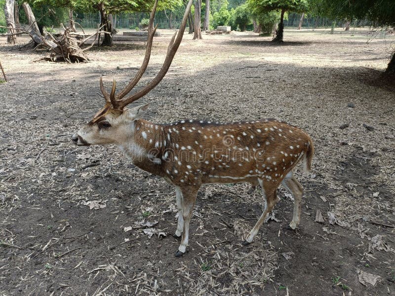 Spotted Deer Standing in the Forest in India, a Beautiful Male with ...