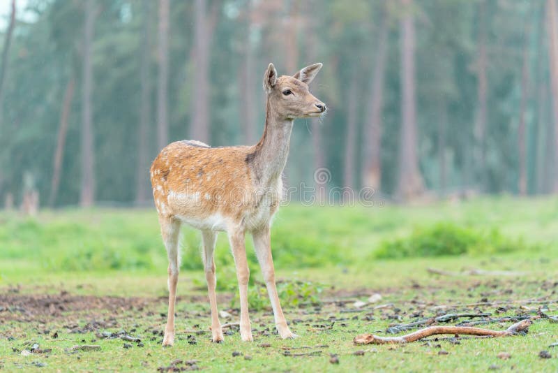 Spotted Deer Standing on Grassland Stock Photo - Image of ruminant ...