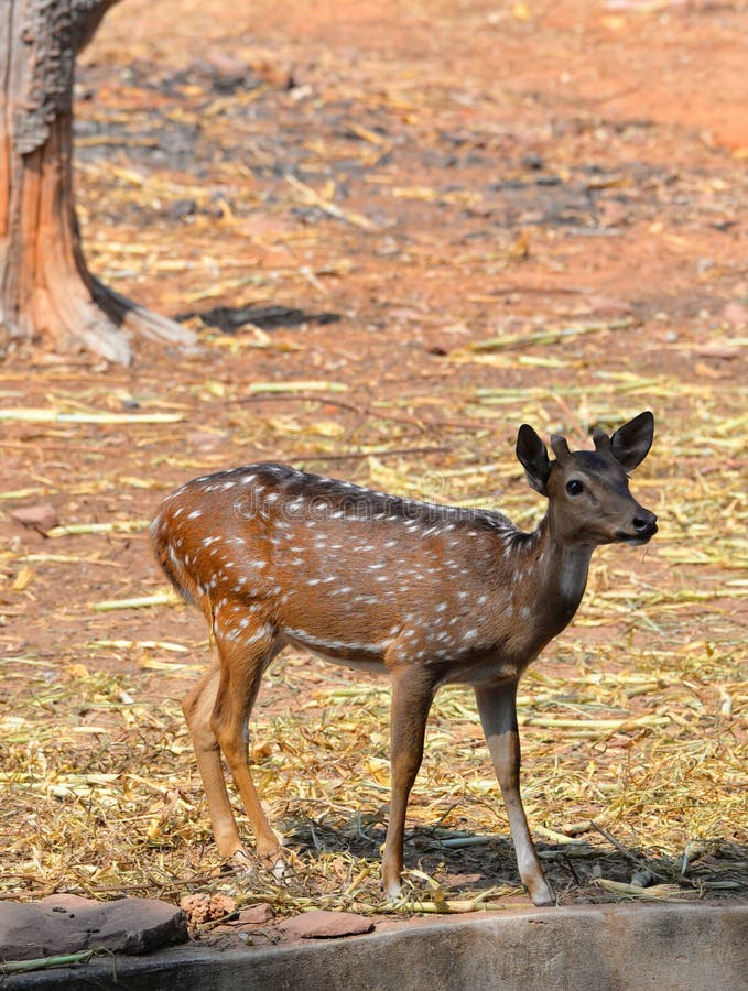 Spotted deer stock image. Image of fauna, relax, spotted - 53532415