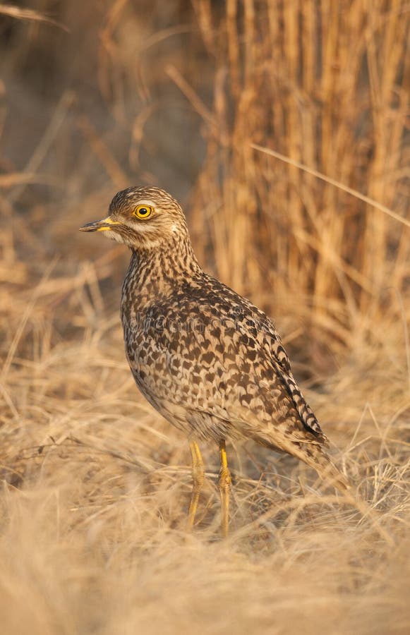 Spotted Thick-knee Bird or Dikkop Stock Photo - Image of bird, head ...
