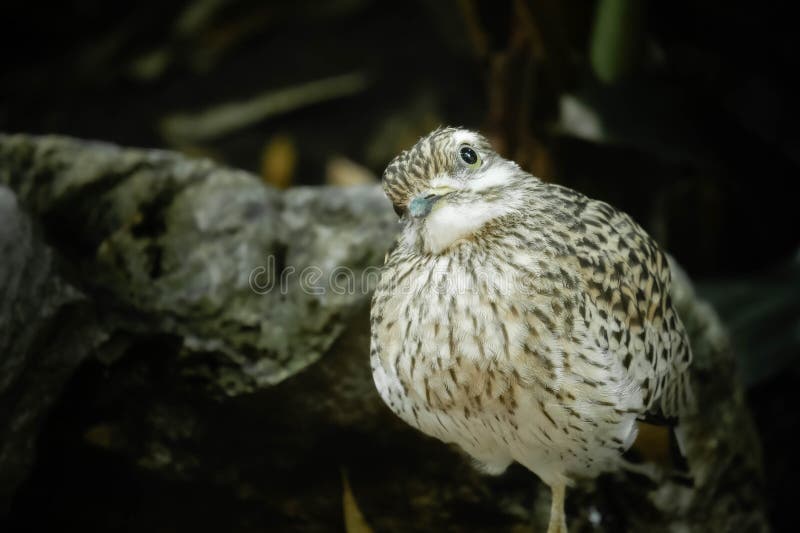 Spotted Dikkop (Burhinus Capensis) Tilting Head and Looking at Viewer Stock Image - Image of ...