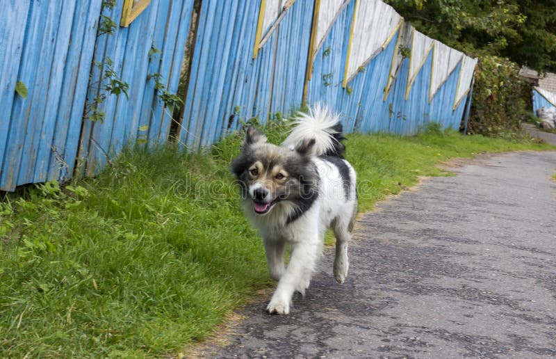 Spotted dog stock photo. Image of fence, nature, brown - 101492392