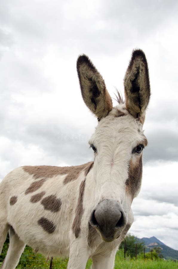 Spotted donkey stock image. Image of white, spots, nature - 33631405