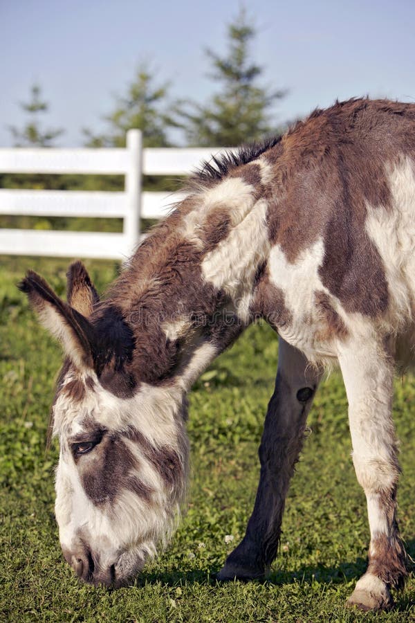 Spotted Donkey Grassing in Corral Stock Photo - Image of farmanimals ...