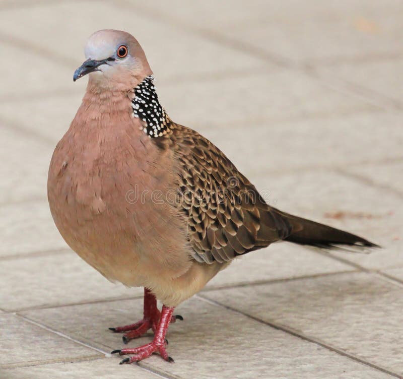 1,571 Australia Dove Stock Photos - Free & Royalty-Free Stock Photos ...