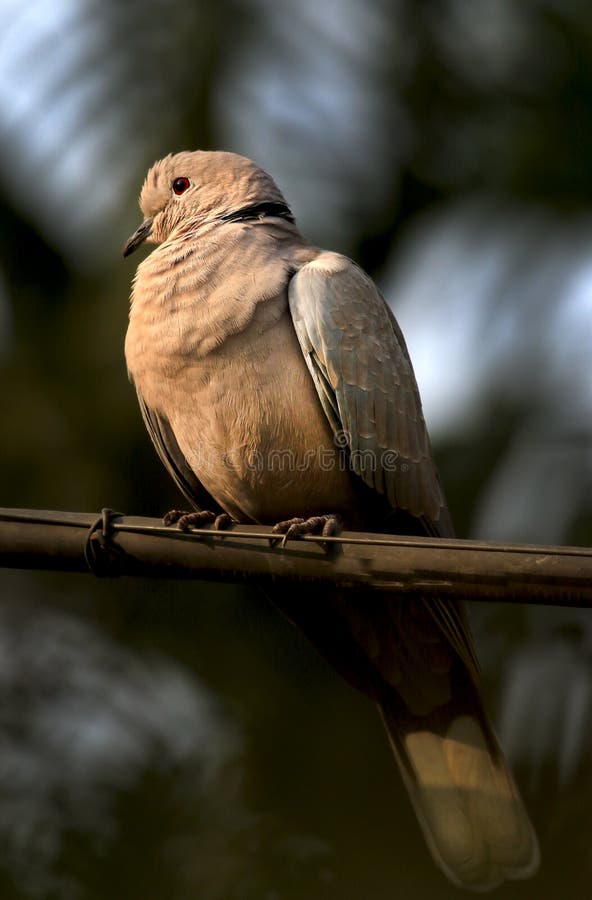 Spotted dove stock image. Image of indian, wild, green - 106791359