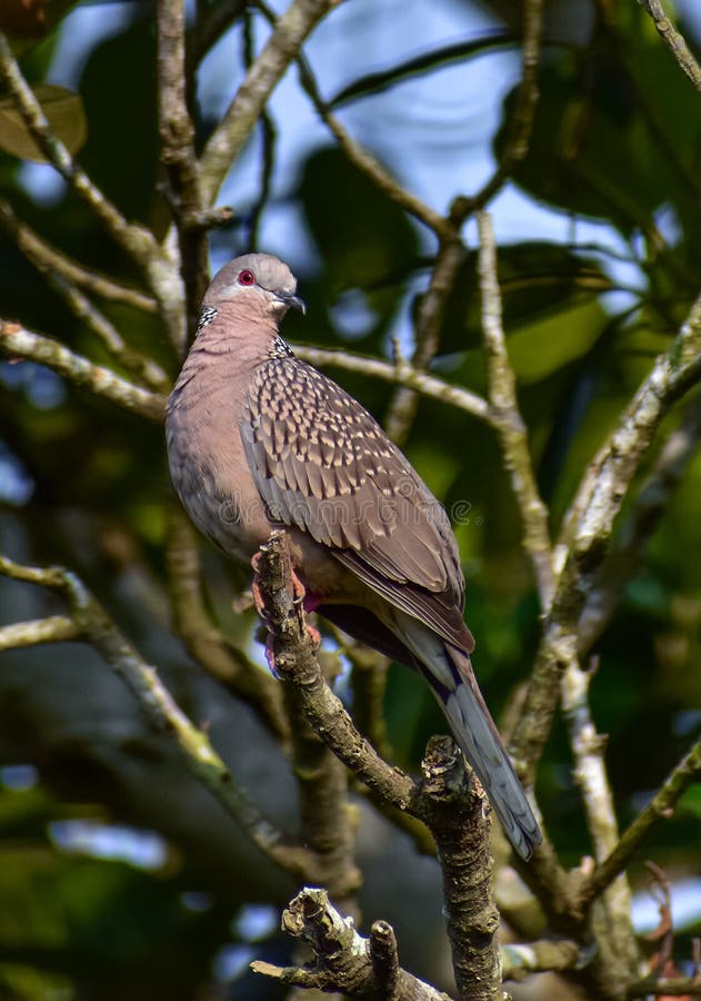 A spotted dove bird stock image. Image of spotted, bird - 234054451