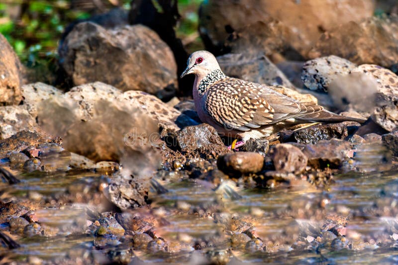 Spotted Dove in Bird Valley Stock Photo - Image of water, nature: 304106256