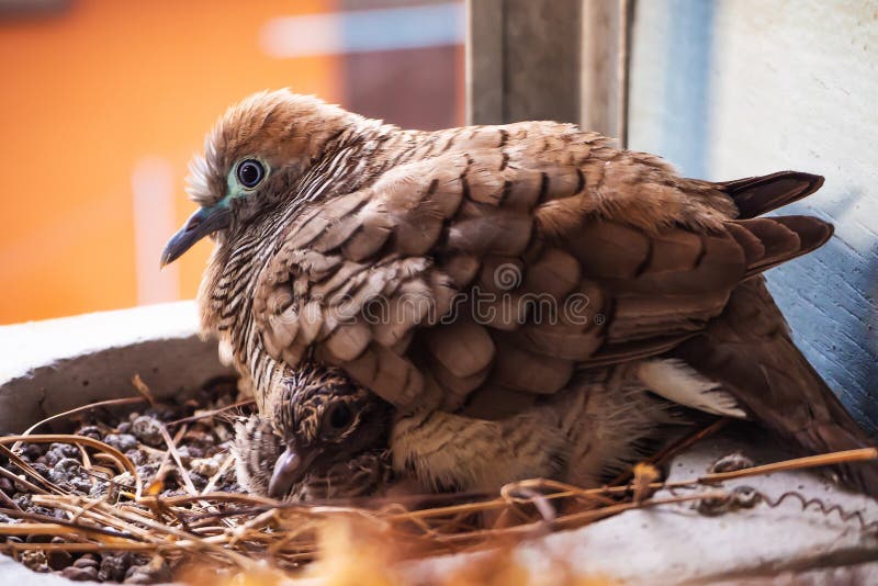 Spotted Dove Birds are Hatching Stock Photo - Image of background ...