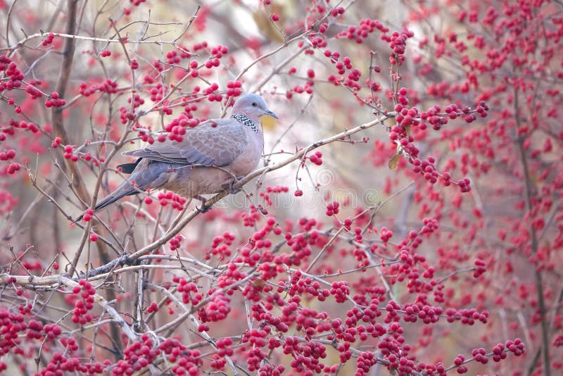 Spotted Dove stock image. Image of wildlife, fruit, cushat - 81948409