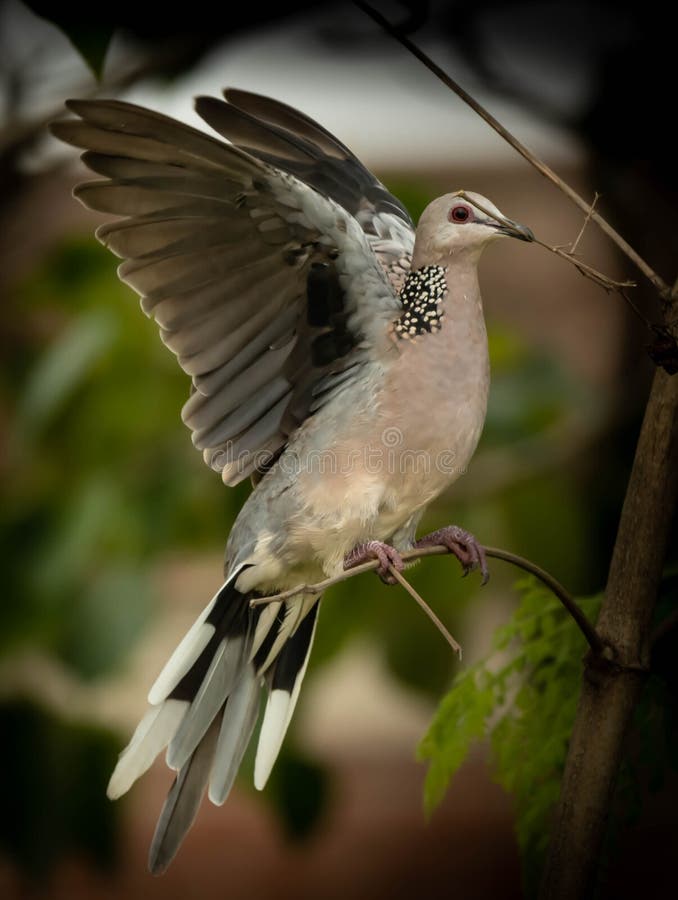 Spotted dove making nest stock photo. Image of animal - 307037296