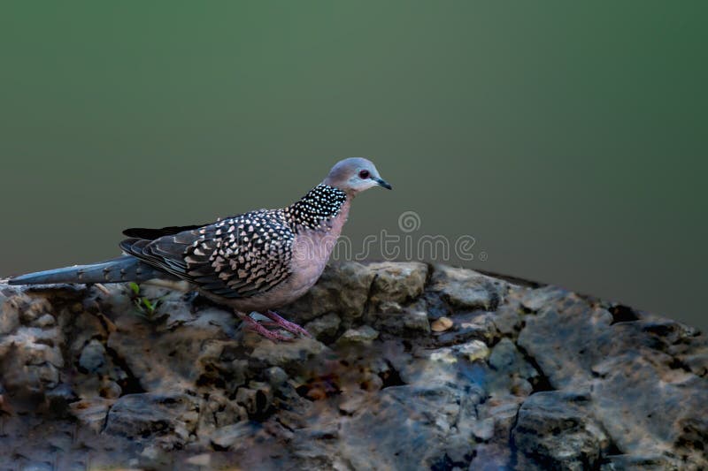 Spotted Dove in the Forest of Sinhagadh Stock Image - Image of bird ...