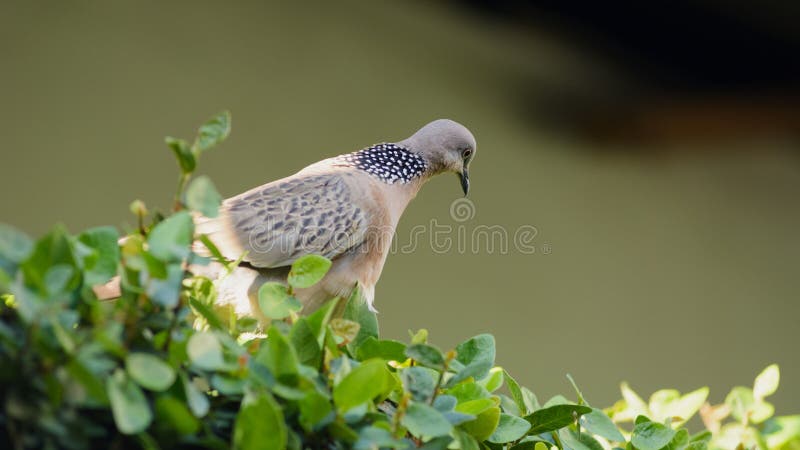 Spotted Dove on Greenery Ivy Vine Fence Stock Photo - Image of closeup ...