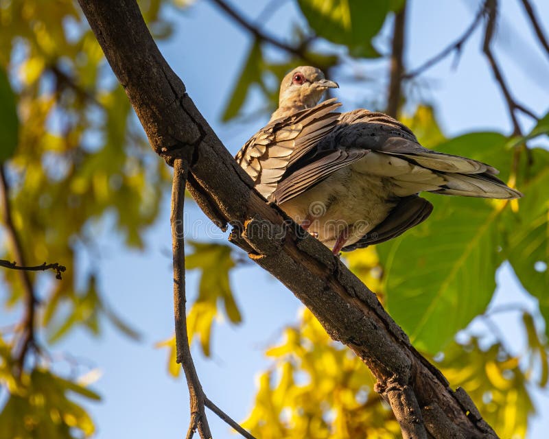 A Spotted Dove Looking Back Stock Photo - Image of nature, ornithology ...