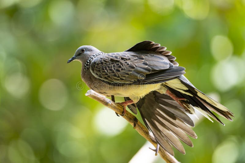 Spotted dove stock image. Image of tailed, animal, wing - 245223929