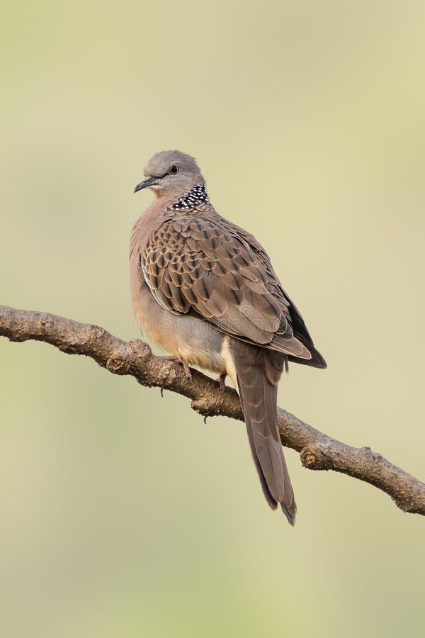Spotted Dove Perching on a Perch Stock Photo - Image of perch, spotted ...