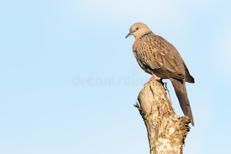 Spotted Dove Perching on Top of Tree Stump Stock Photo - Image of ...