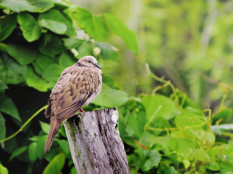Spotted Dove Resting on the Post in the Afternoon Stock Image - Image ...