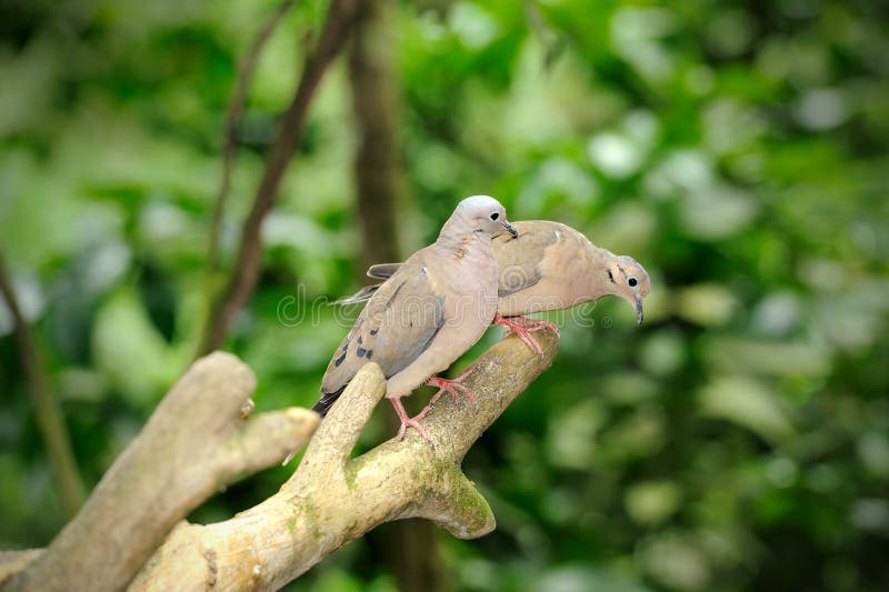 Pair of Collared Doves stock photo. Image of love, streptopelia - 13823574