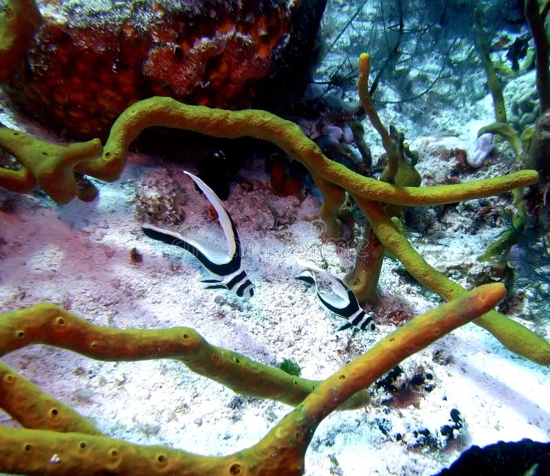 Spotted drum stock photo. Image of color, colors, colours - 11159880