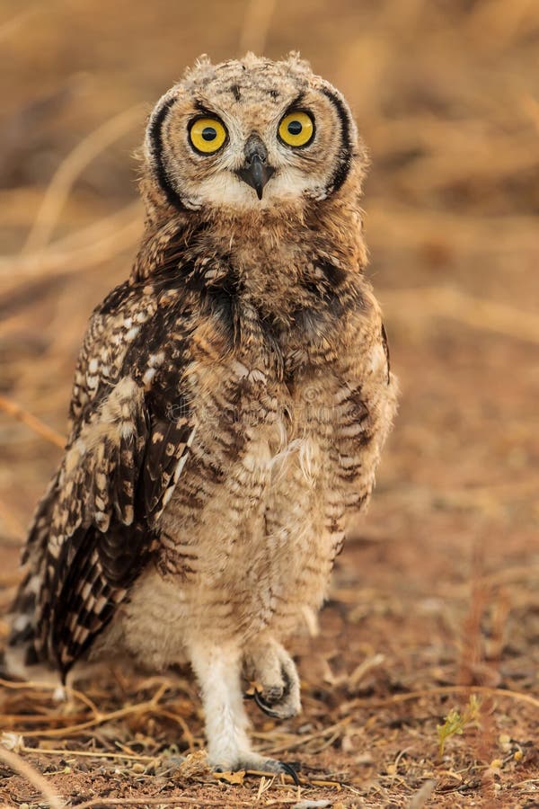 Spotted Eage Owl Picture. Image: 27182349