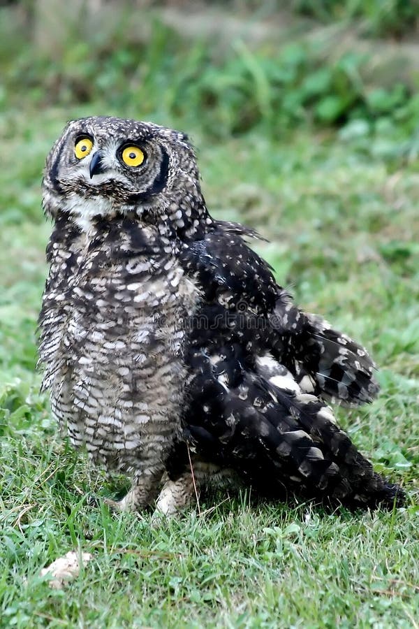 European Eagle Owl stock image. Image of walking, prey - 27037821