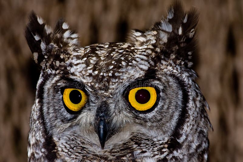 African spotted eagle owl stock photo. Image of portraits - 223440