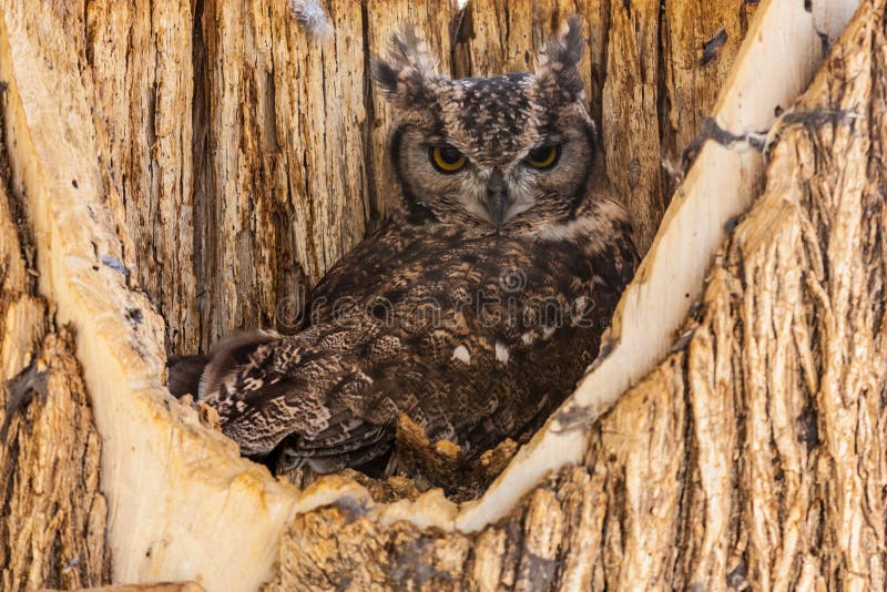 Spotted Eagle Owl stock image. Image of eyes, strigidae - 45914225