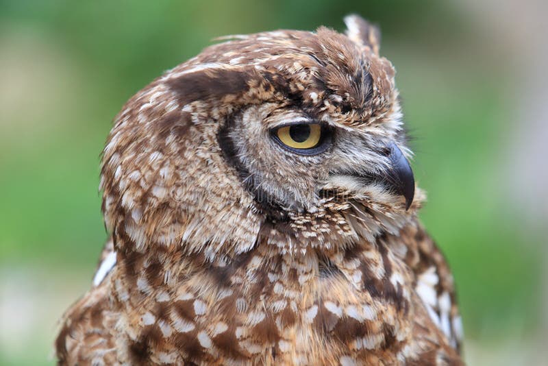 Spotted eagle-owl stock photo. Image of head, eagle, detail - 58009448