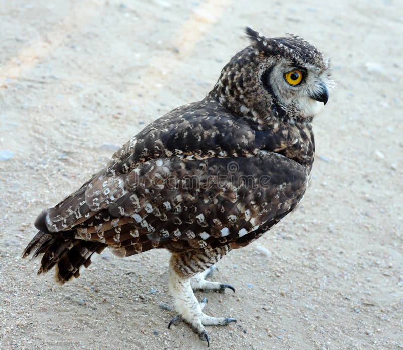 270 African Spotted Eagle Owl Stock Photos - Free & Royalty-Free Stock ...