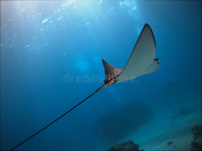 Spotted Eagle Ray stock image. Image of spotted, mexico - 31630865
