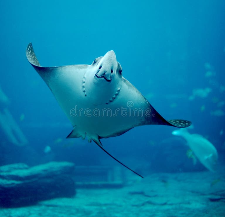 Spotted Sting Rays Stock Photos - Free & Royalty-Free Stock Photos from ...