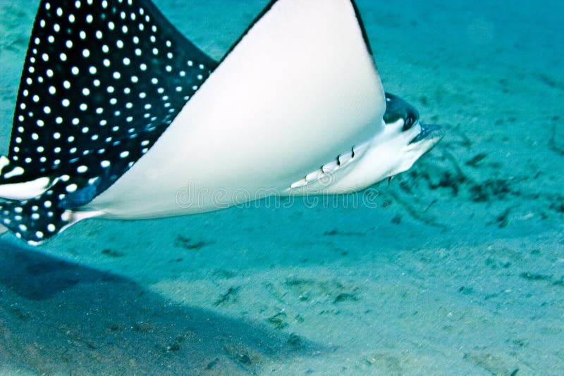 Spotted eagle ray stock image. Image of chelonia, animal - 4081665