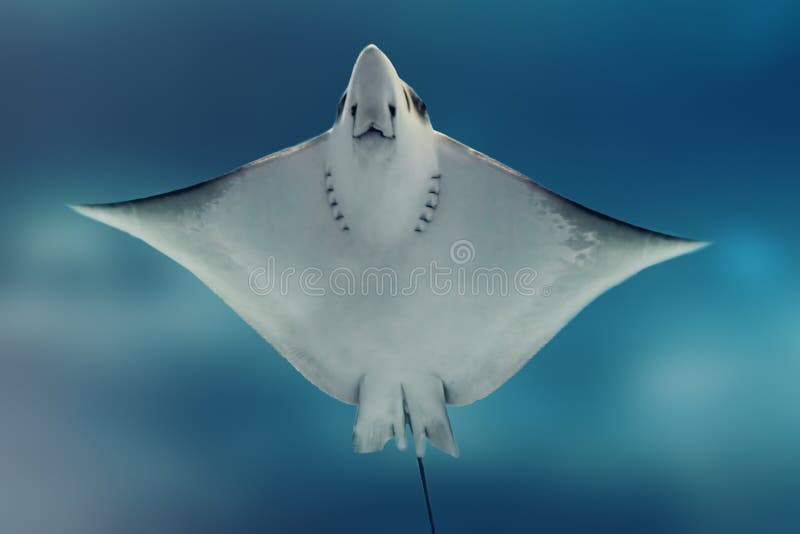 Spotted Eagle Ray stock image. Image of aetobatus, narinari - 310169159