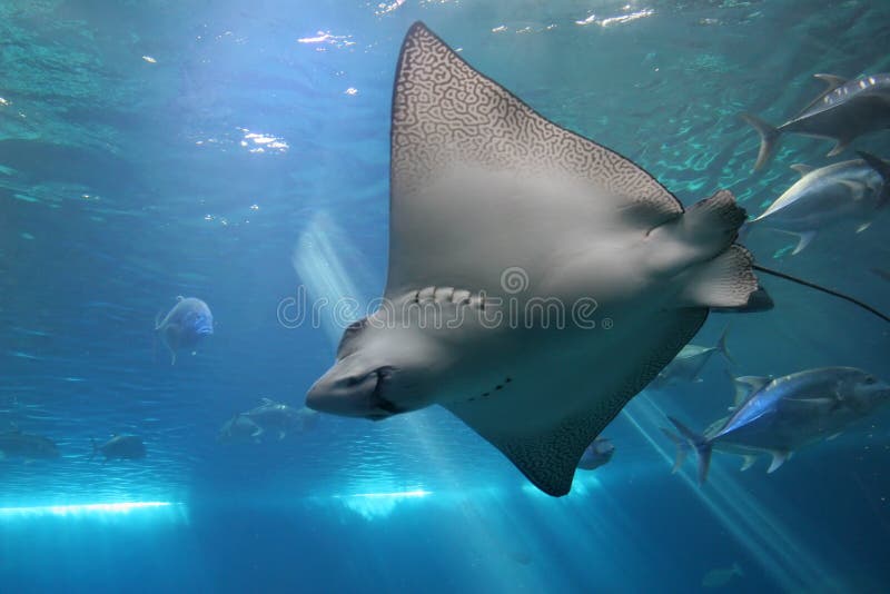 Spotted Eagle Ray and Giant Tr Stock Photo - Image of deep, creature ...