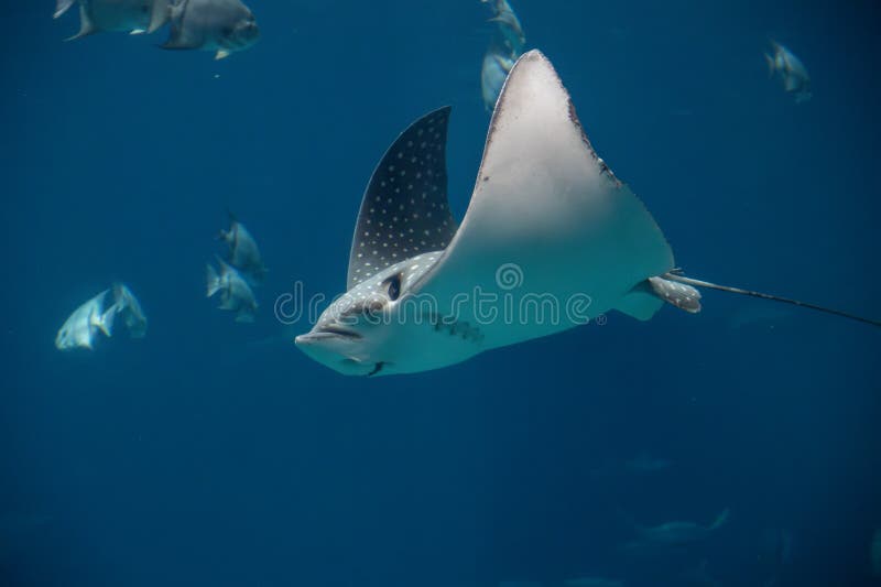 A Spotted Eagle Ray at a Local Aquarium Stock Photo - Image of animal ...