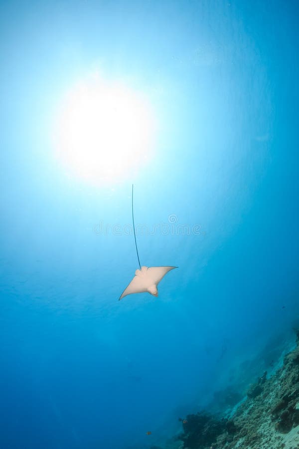 Baby Spotted Eagle Ray in Clear Water Stock Image - Image of life, fish ...