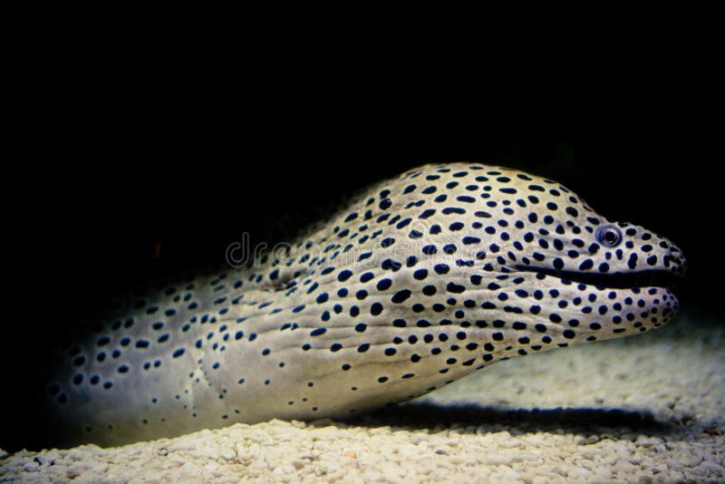 Spotted eel stock image. Image of spotted, dark, angry - 10679491
