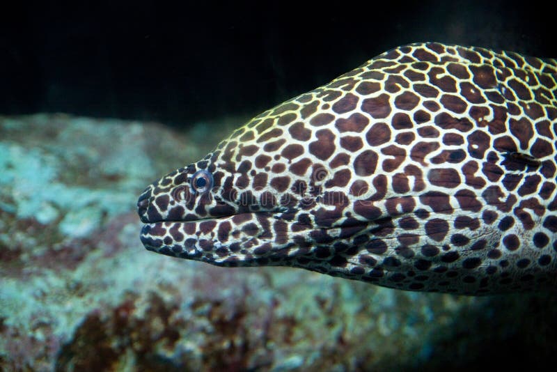 Spotted Eel stock image. Image of adult, saltwater, scary - 22368889