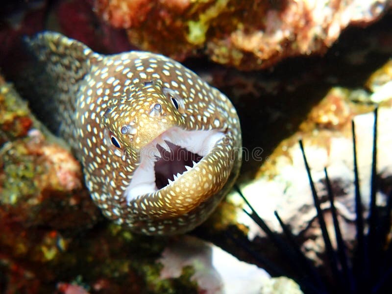 Eel Shows Open Mouth Full of Teeth in Maui Hawaii Stock Image - Image ...