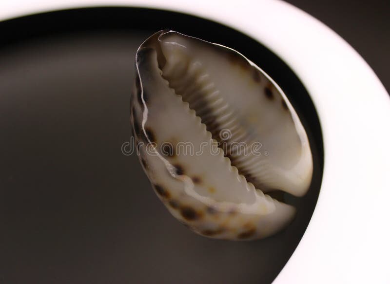 Spotted Exotic Shell Inside the Ring Lamp Studio Isolated Stock Photo ...