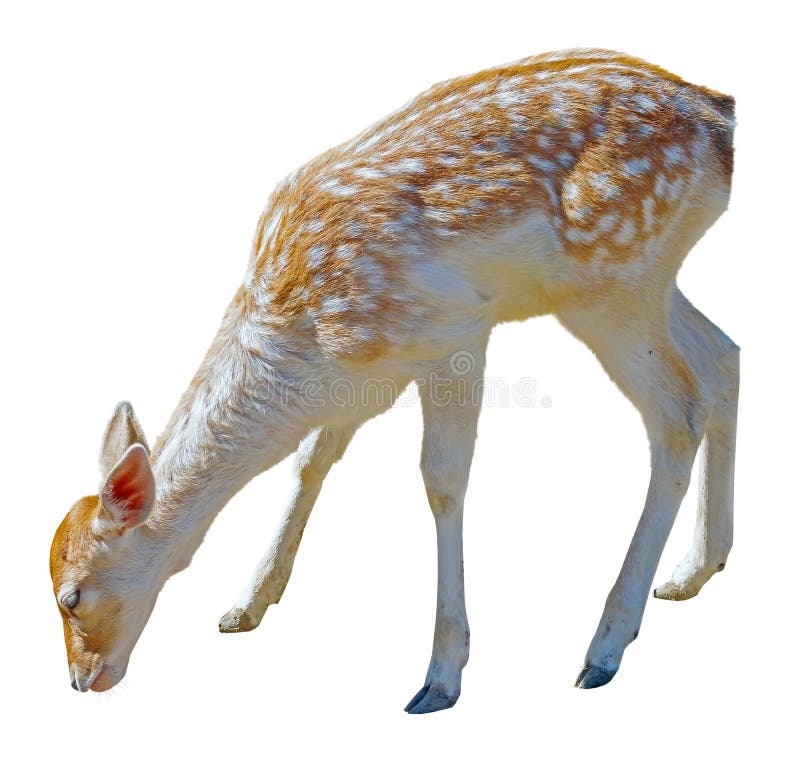 Spotted Fallow Deer Isolated on White Stock Image - Image of fallow ...